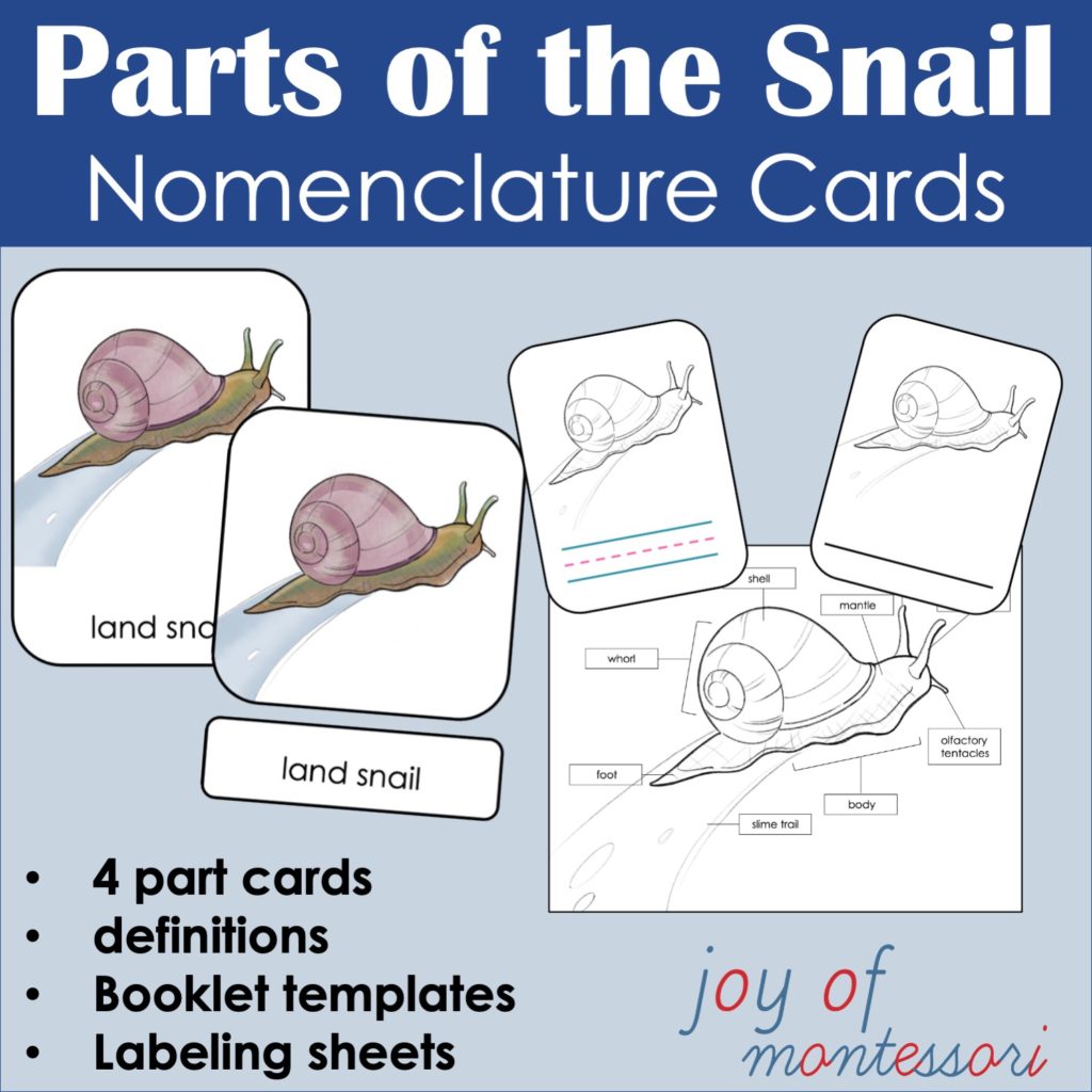 Garden Snail Anatomy • Joy of Montessori